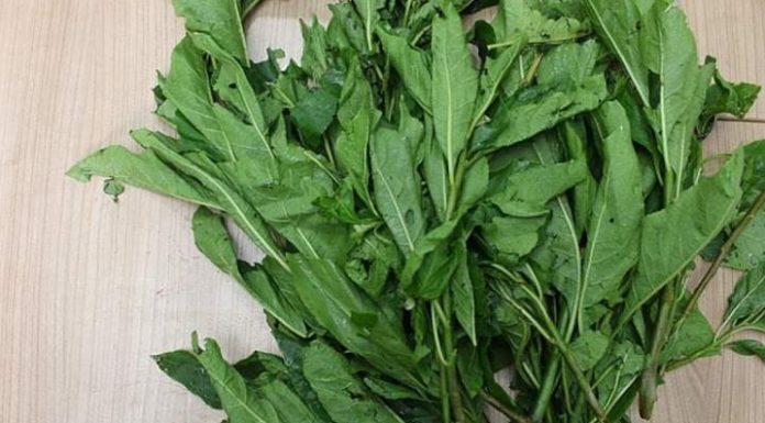 10 Powerful Health Benefits Of Bitter Leaf (Vernonia Amygdalina ...