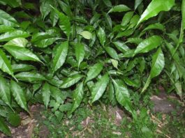 11 Health Benefits of Ogirisi Leaves (Newbouldia laevis) - Health Guide NG