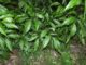 11 Health Benefits of Ogirisi Leaves (Newbouldia laevis) - Health Guide NG
