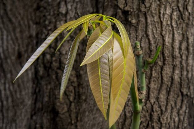 7 Health Benefits of Mango Stem Bark - Health Guide NG