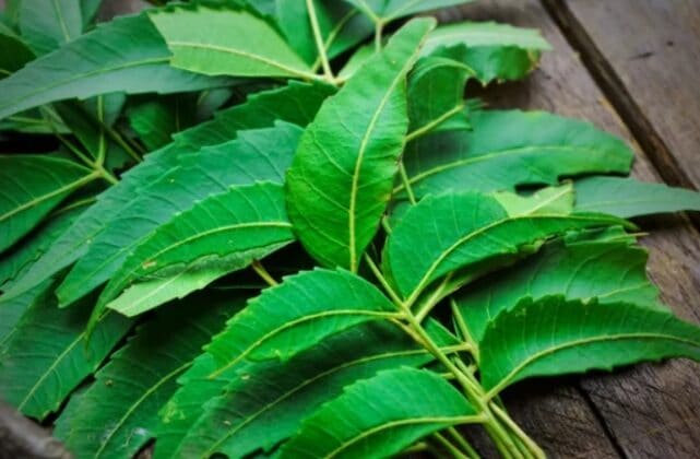 Dogoyaro (Neem): Health Benefits and Side Effects - Health Guide NG